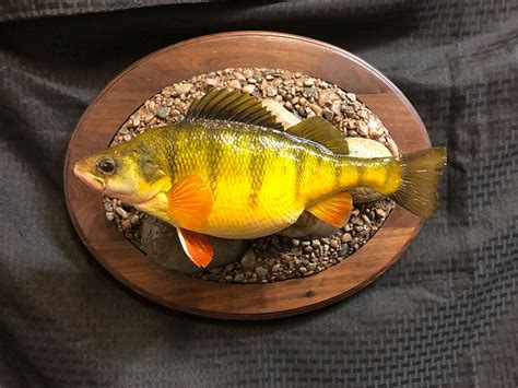 Replica Fish Mounts Wallace Decoys