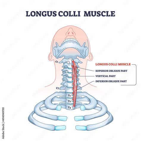 Longus Colli Muscle With Superior Vertical And Inferior Part Outline
