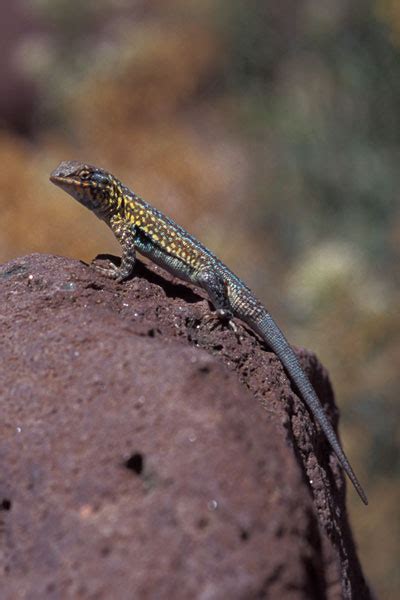 Wild Herps Common Side Blotched Lizard Uta Stansburiana