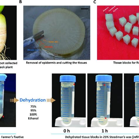 Microscope Views Of Radish Root Cross Sections Used For Laser Capture Download Scientific
