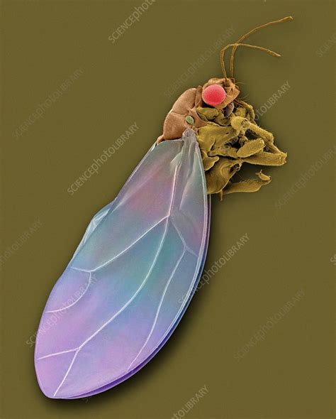 Potato Psyllid Adult Sem Stock Image C0323477 Science Photo Library