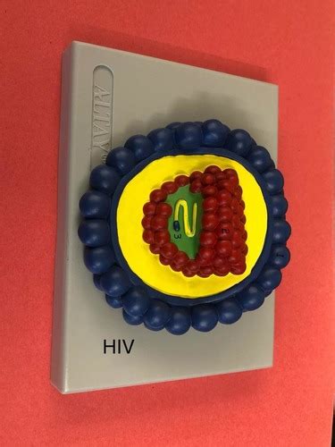 Bio Lab Mid Term Semester 2 Flashcards Quizlet