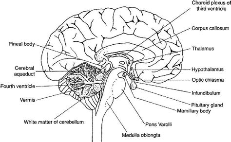 Diagram Of Human Brain With Labels