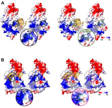 Complete Models Of P53 Better Inform The Impact Of Hotspot Mutations