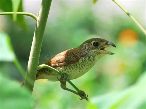 Bird On A Branch Stock Image Image Of Singapore Parks 12547949