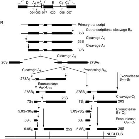 Yeast Pre Rrna And Processing A Structure Of The Yeast Pre Rrna
