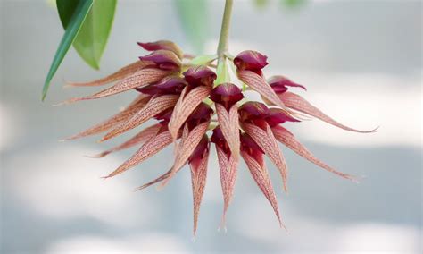 Bulbophyllum Orchid Beginners Care Guide Brilliant Orchids