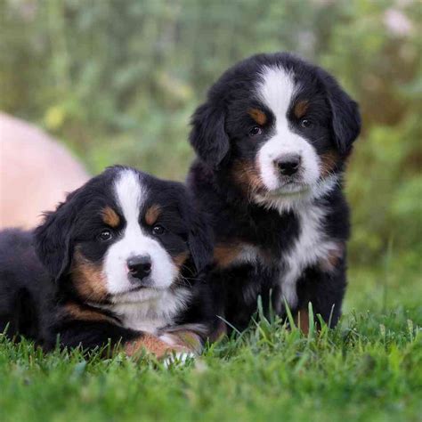 Bernese Mountain Dog Puppies For Sale New Haven