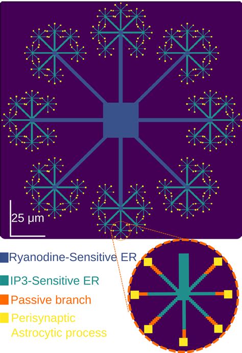 Our Proposed 2d Model Of An Astrocyte Controlling A Spatial Neural Download Scientific Diagram