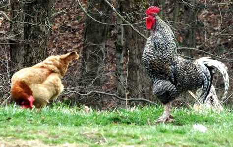 Why Do Roosters Crow Avian Aqua Miser