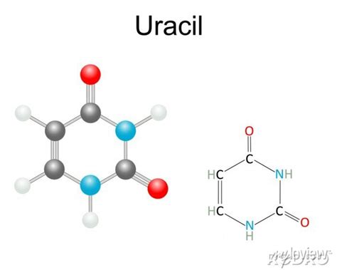 Chemical Structural Formula And Model Of Uracil Purine Nucleobase • Wall Stickers Science Rna
