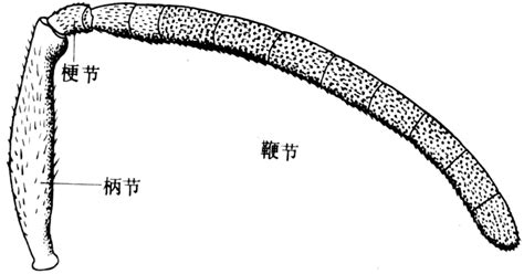 触角 智汇三农