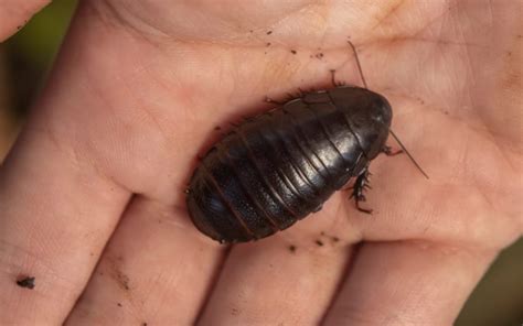 Student Rediscovers Extinct Cockroach On Lord Howe Island Rnz News