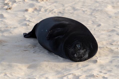 A Black Seal Pup Rseals