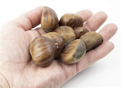 Edible Chestnuts Isolated On White Background Castanea Sativa The Sweet Or Spanish Chestnut