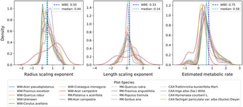 treegraph tree architecture from terrestrial laser scanning point