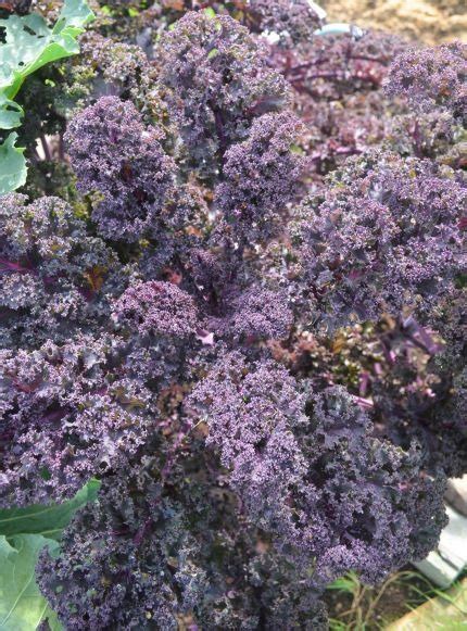 Organic Kale Redbor F1 – Tamar Organics