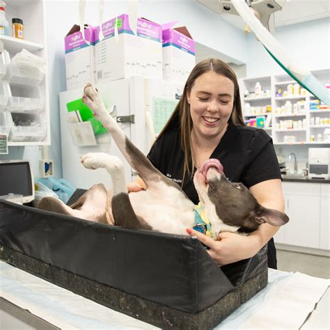 Veterinary Internal Medicine By Bluepearl Cary Nc