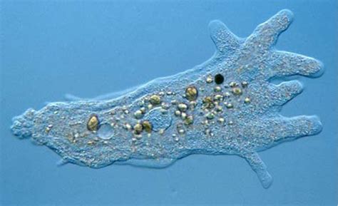 Protist Powerpoint Pics Flashcards Quizlet