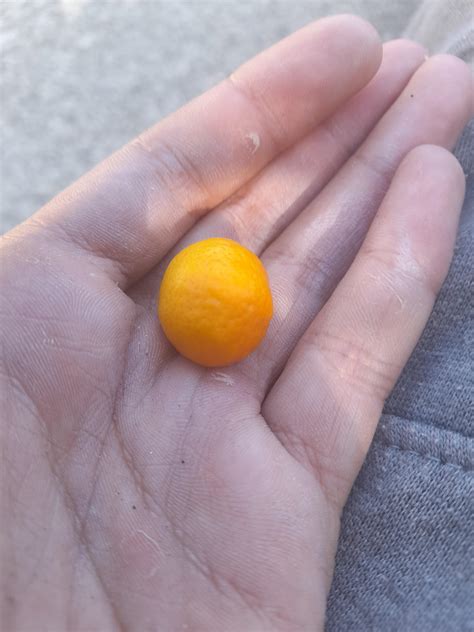 I Found A Tiny Orange R Mildlyinteresting