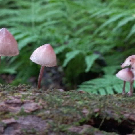 적갈색애주름버섯