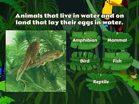 Animal Classification Quiz Animal Classification Quiz