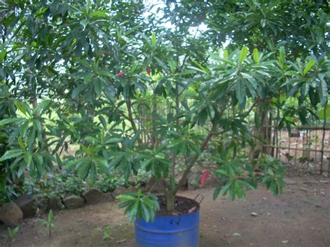 Jenitri Kebumen Genitri Indonesia