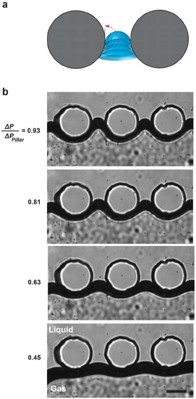 A Gasliquid Interface And Contact Angle Evolution Between The