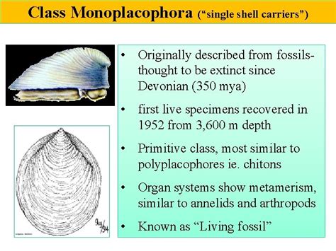 Mollusca General Features Classification Examples Dr R Debnath