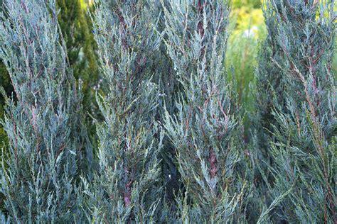 Juniper Tree Pictures Facts On Juniper Trees Care Guide For The