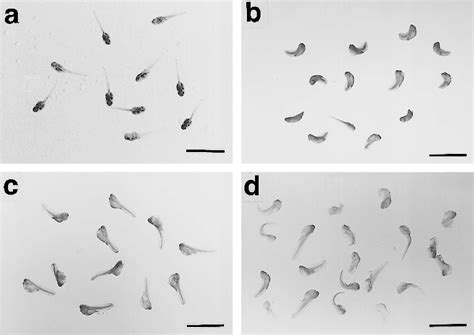 Hatching Stage Tadpoles Including Normal Offspring From A Control