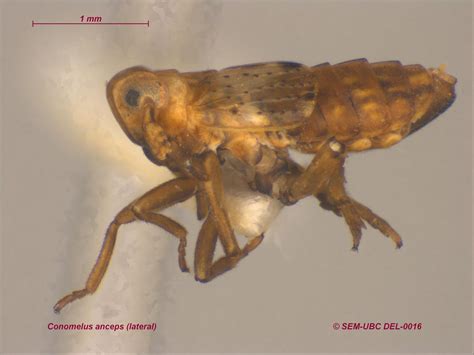 Delphacidae