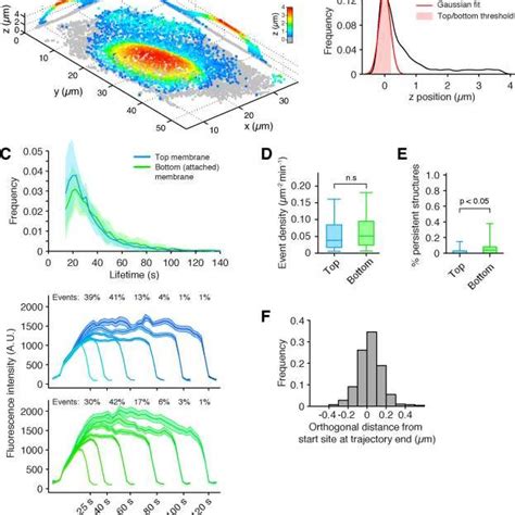 Plasma Membrane And Volume Dynamics Of Sum Ap 21 Cells During Cell