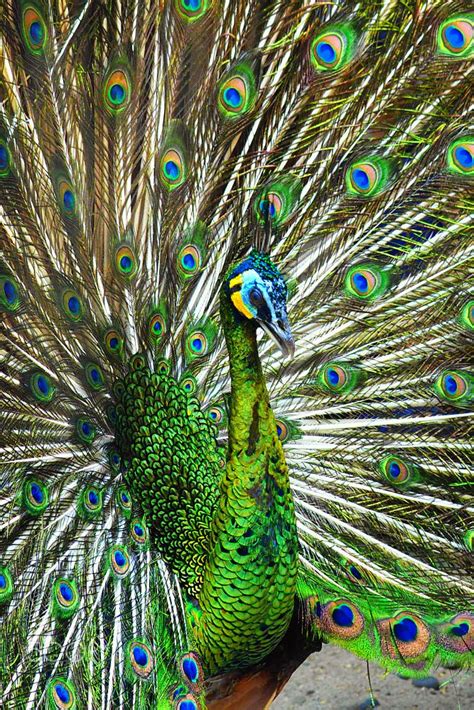 Javan Peacock By Irawan Subingar 500px Peacock Stunning Photography Bird