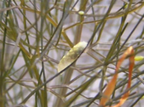 Fliespredatory And Parasitic