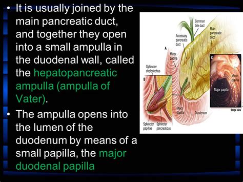 Windsor University School Of Medicine Ppt Video Online Download