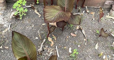 Zone 8a Album On Imgur