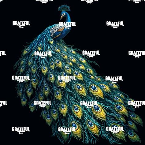 Peacock In Black Grateful Art Licensing