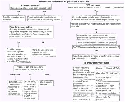 Summary Diagram Of Factors To Consider When Generating A Pseudotyped Download Scientific
