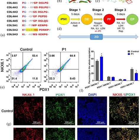 The Peptide Promotes The Generation Of Insulin Secreting Cells During