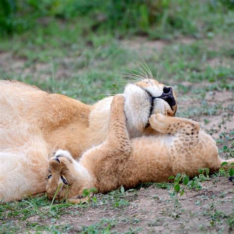 Premium Photo View Of Lioness Resting With Cub