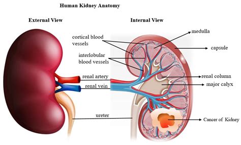 Renal Column