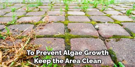 How To Get Rid Of Lawn Algae A Complete Guide