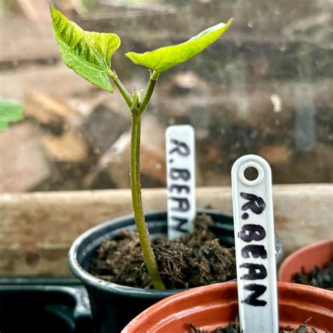 How To Grow Runner Beans In Pots For A Bountiful Crop Ideal Home