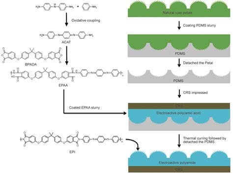Figure 2 From Biomimetic Electroactive Polyimide With Rose Petal Like