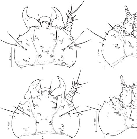 Acanthamoeba Rhysodes Semantic Scholar