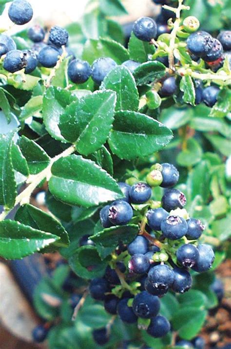 Huckleberry Buy Fruit Trees And Berry Plants Restoring Eden