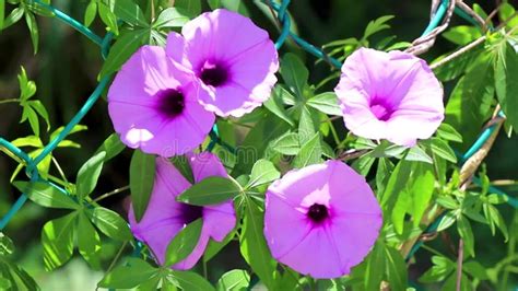 Mexican Pink Morning Glory Flower On Fence With Green Leaves Stock