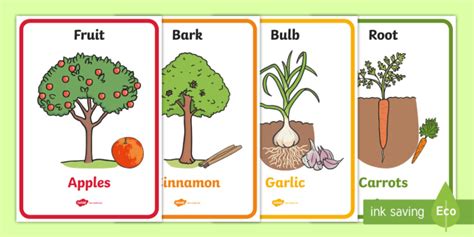 Edible Plant Parts Display Posters Teacher Made