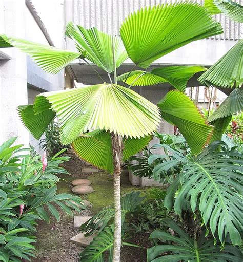 How To Grow The Ruffled Fan Palm Tree Licuala Grandis